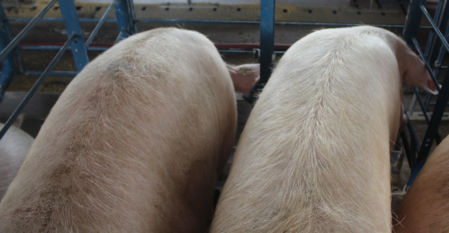 Objectively scoring sow body condition – Hogslat